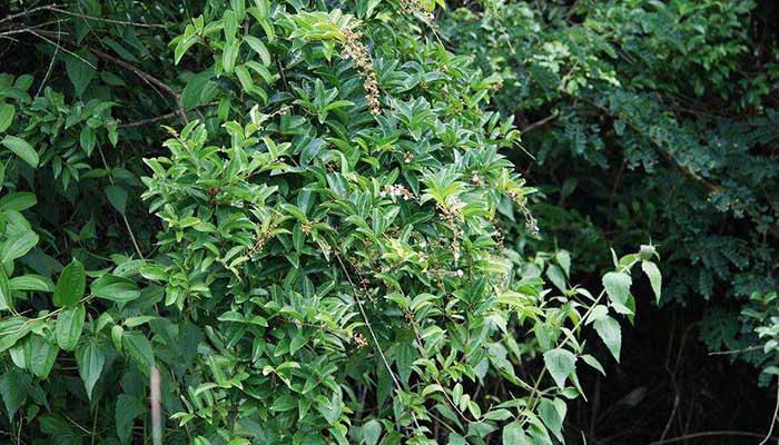 Ding Gong Teng (Caulis Erycibes): Uses, Benefits, Side Effects, Warnings